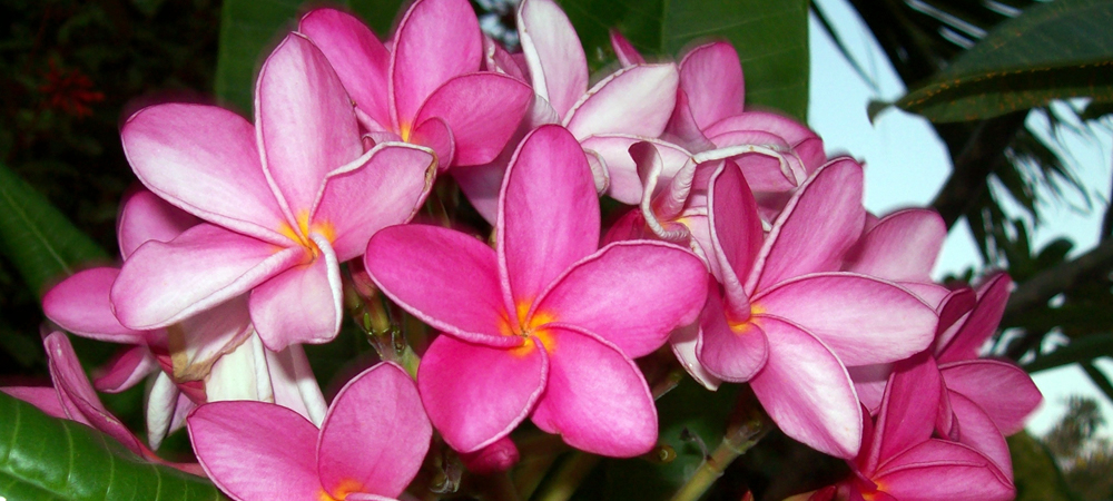 Robert Bornstein | Home Page